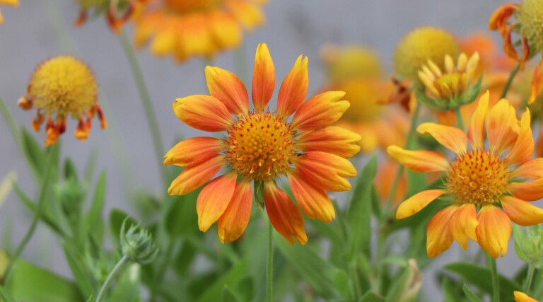 15 Peach Perennial Flowers for Your Garden