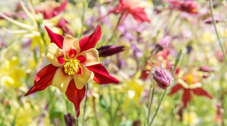 How to Plant, Grow, and Care for Wild Columbine