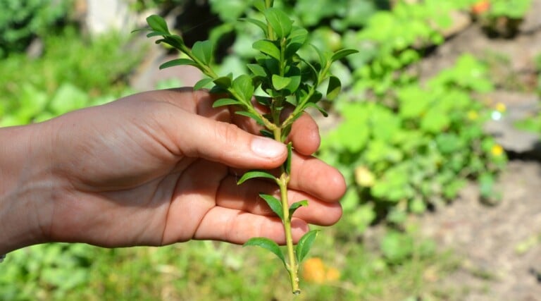 A Guide to Propagating Plants Using Stem Cuttings