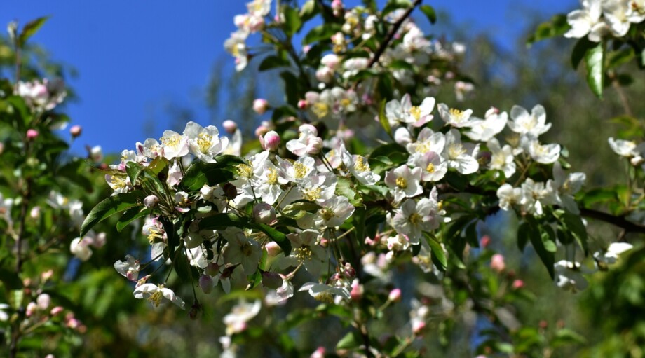 21 Beautiful Flowering Crabapple Trees for Your Garden