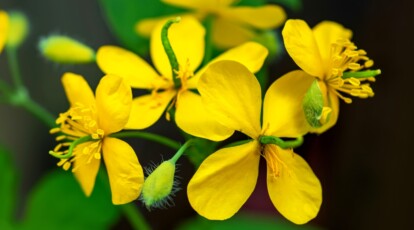 How to Plant, Grow, and Care for Celandine Poppies