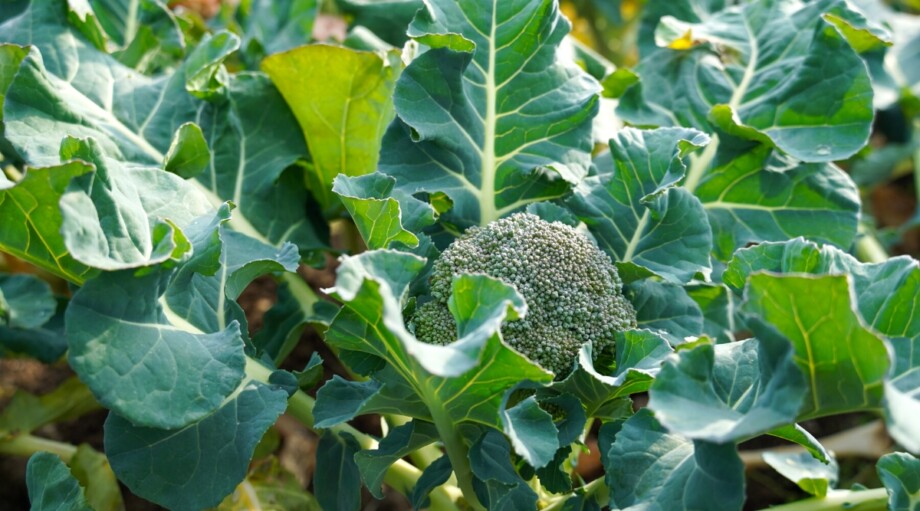 What Can I Plant in February?