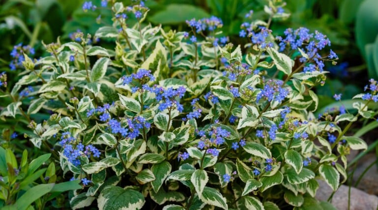 31 Garden Perennials With Colorful Foliage
