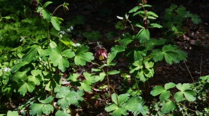 How to Plant, Grow, and Care for Wild Columbine