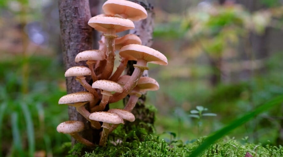 Honey Fungus: Identification and Management