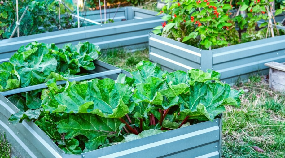How to Start a Veggie Garden at Home