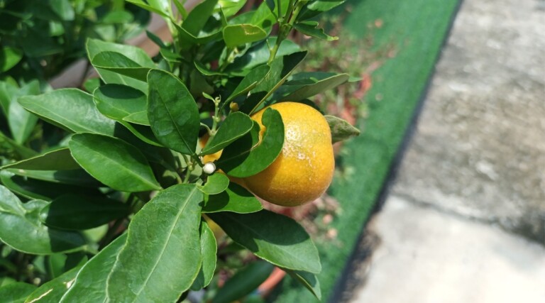 How to Plant, Grow, and Care for Calamondin Orange Trees