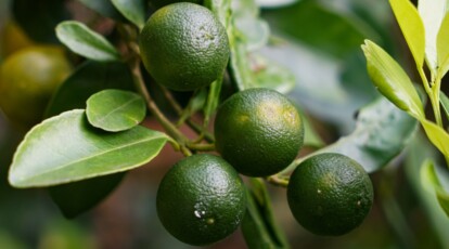 How to Plant, Grow, and Care for Calamondin Orange Trees