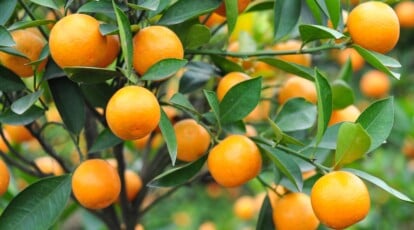 How to Plant, Grow, and Care for Calamondin Orange Trees