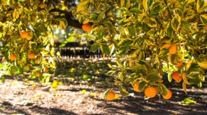 How to Plant, Grow, and Care for Calamondin Orange Trees