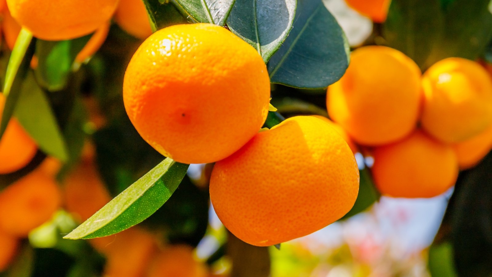 How to Plant, Grow, and Care for Calamondin Orange Trees
