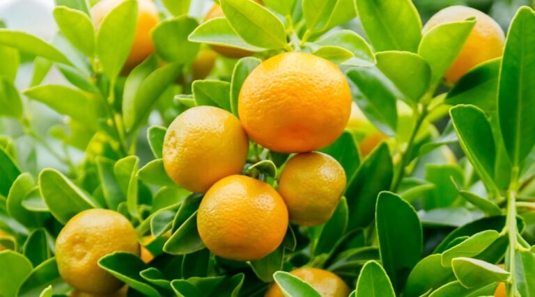 How to Plant, Grow, and Care for Calamondin Orange Trees