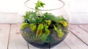15 Unique Terrarium Design Ideas You Should Try