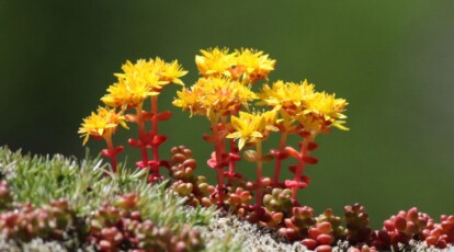 13 Best Stonecrop Varieties for Your Rock Garden
