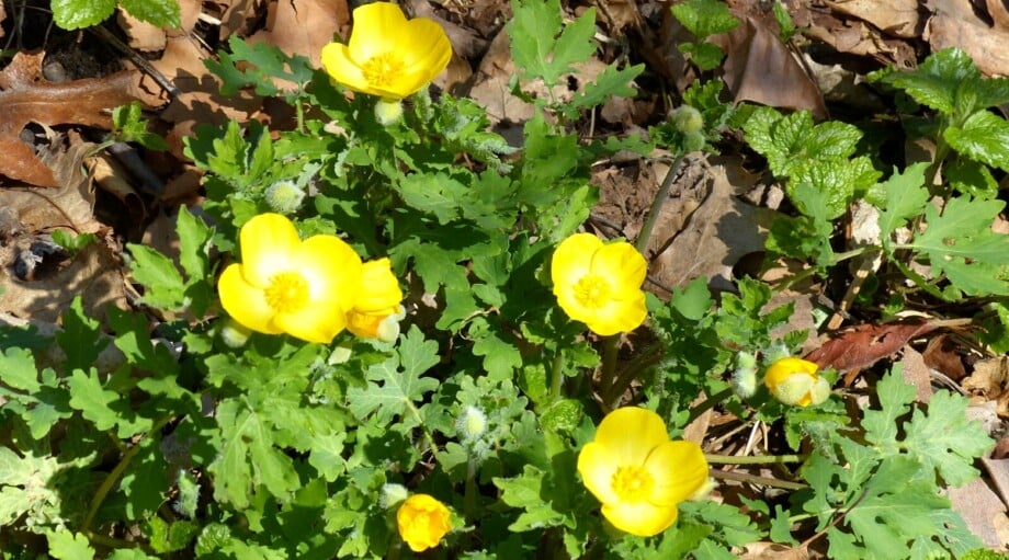 How to Plant, Grow, and Care for Celandine Poppies