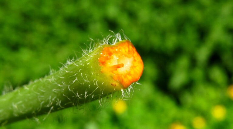 How to Plant, Grow, and Care for Celandine Poppies
