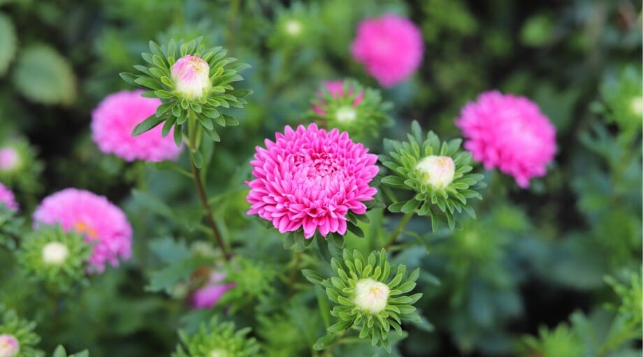 How to Plant, Grow, and Care for China Asters