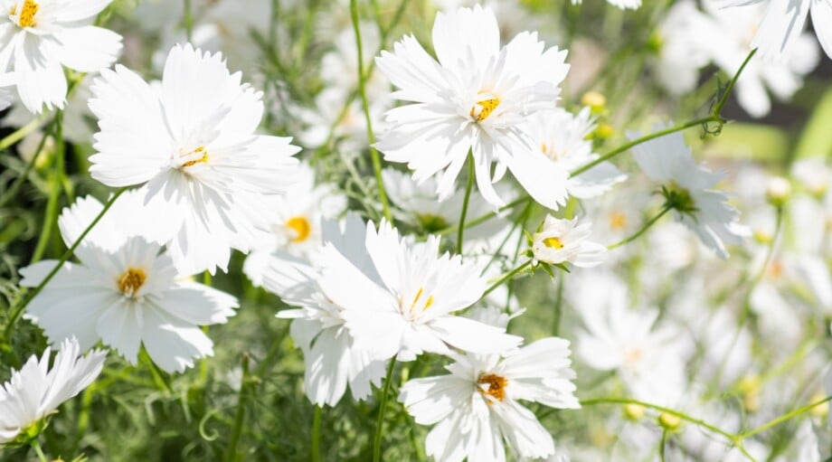 How to Grow Cosmos From Seed