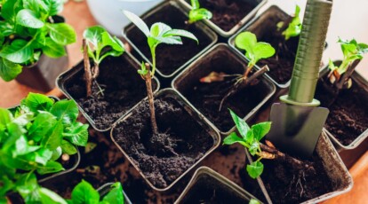 A Guide to Propagating Plants Using Stem Cuttings