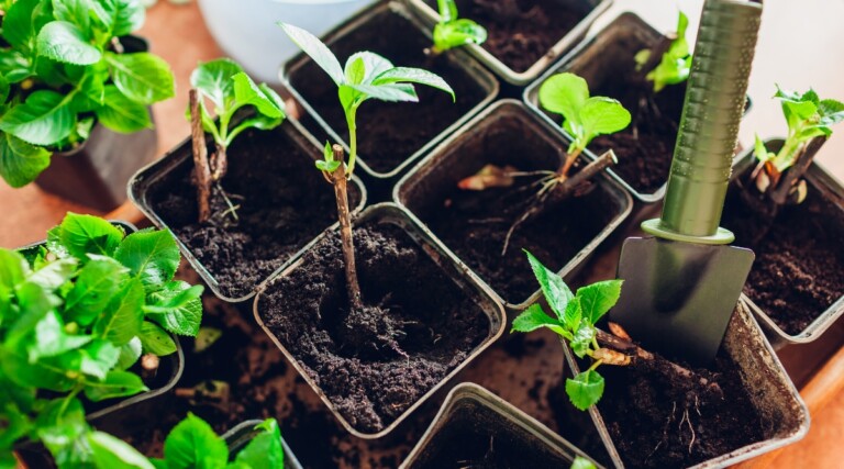A Guide to Propagating Plants Using Stem Cuttings