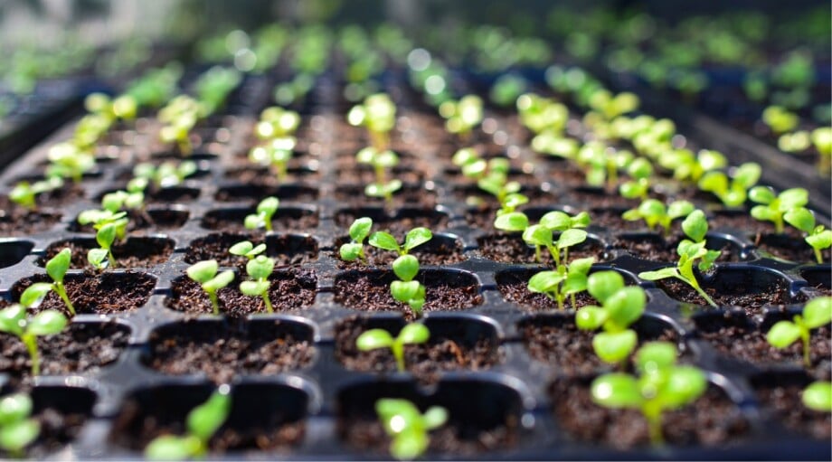 21 Best Vegetables For Gardeners With a Short Growing Season