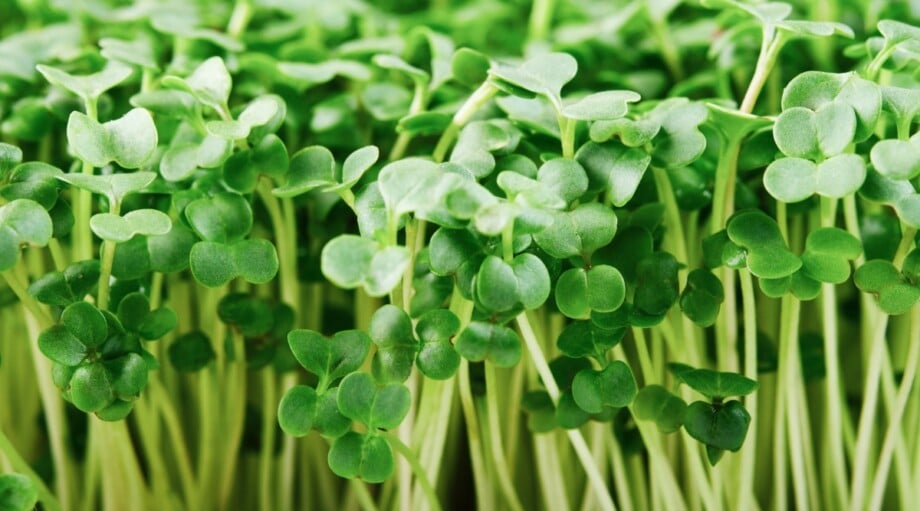 21 Best Vegetables For Gardeners With a Short Growing Season