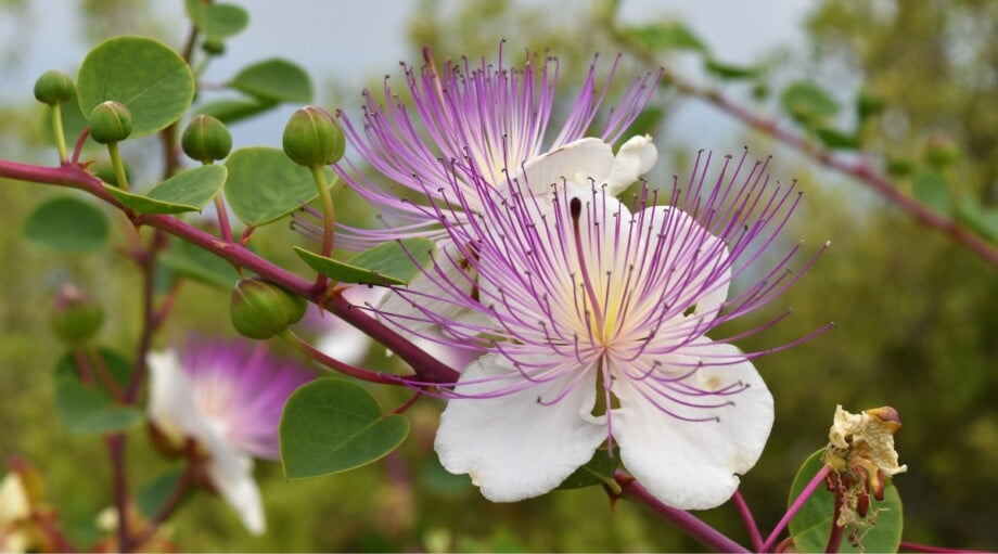 19 Plants with Ornamental Seed Pods
