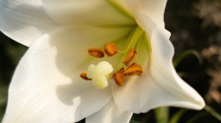 19 Plants with Ornamental Seed Pods