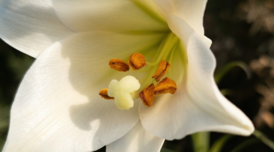 19 Plants with Ornamental Seed Pods