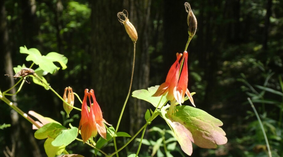 How to Plant, Grow, and Care for Wild Columbine