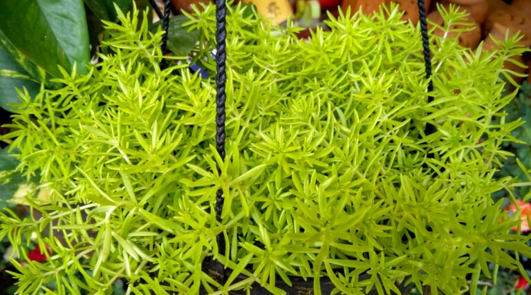 21 Neon Colored Plants for a Bright Outdoor Garden