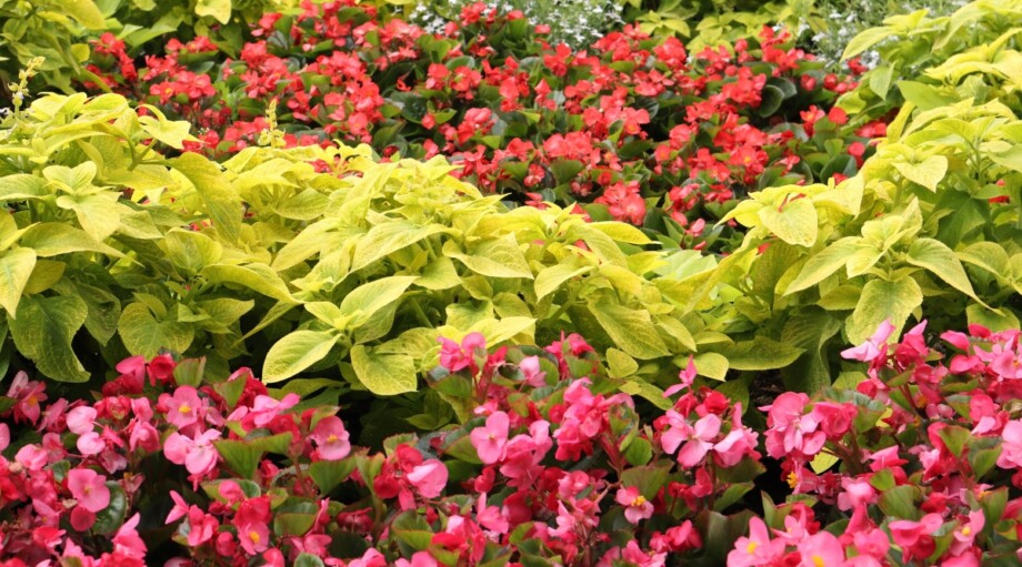 19 Annual Flower Bed Combinations that Look Great Together