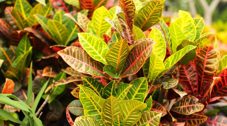 31 Garden Perennials With Colorful Foliage