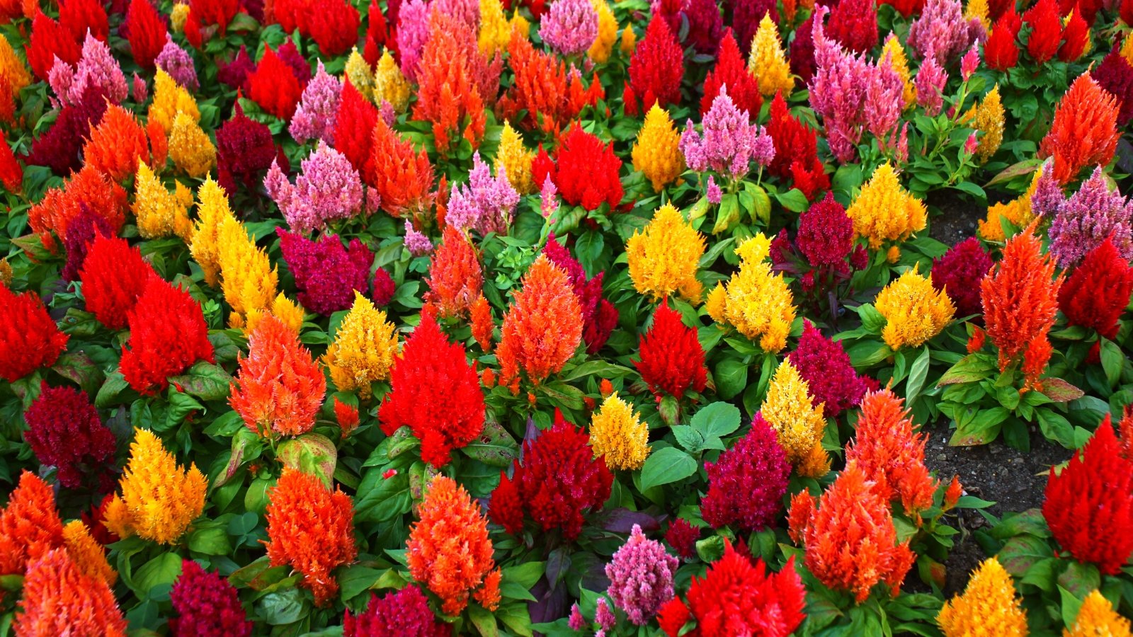 31 Self-Seeding Annuals for Effortless Garden Color