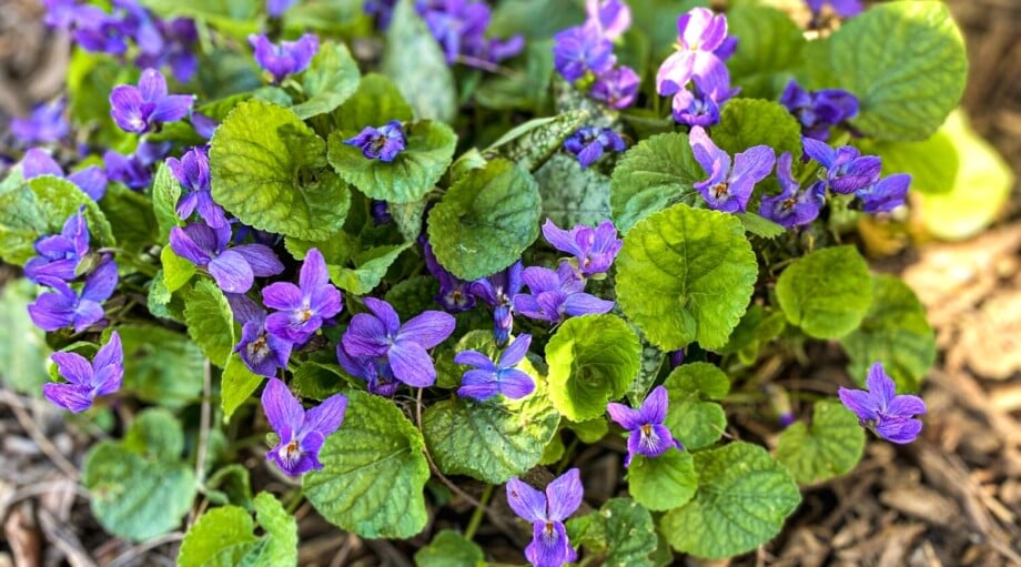 13 Best Native Lawn Alternatives for Your Landscape