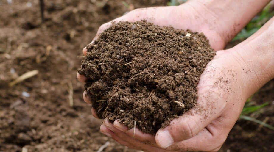 How to Plant, Grow, and Care for Stock Flowers