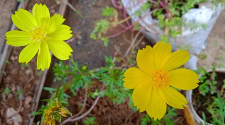 How to Grow Cosmos From Seed