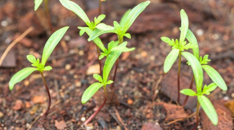 How to Grow Cosmos From Seed