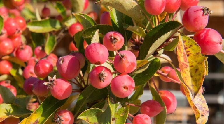 21 Beautiful Flowering Crabapple Trees for Your Garden