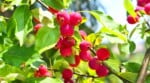 21 Beautiful Flowering Crabapple Trees for Your Garden