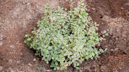 How to Plant, Grow, and Care for Creeping Thyme