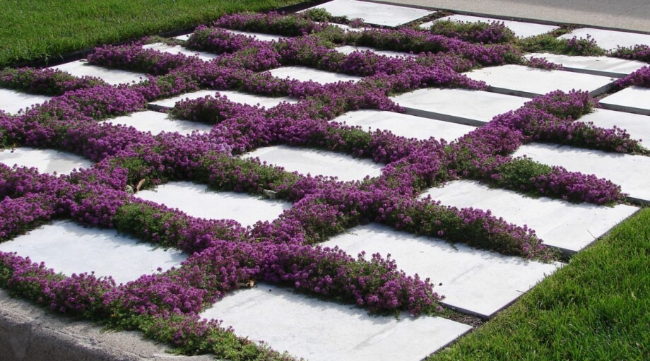 How to Plant, Grow, and Care for Creeping Thyme