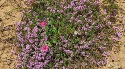 How to Plant, Grow, and Care for Creeping Thyme