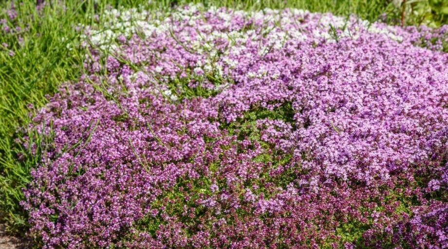 How to Plant, Grow, and Care for Creeping Thyme