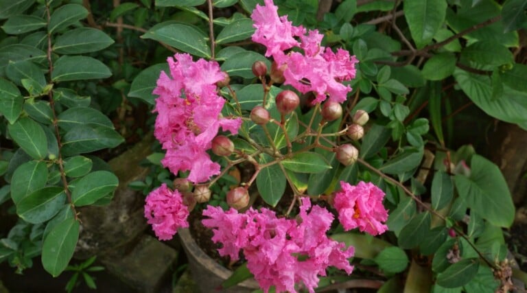 21 Best Trees For Pots and Containers