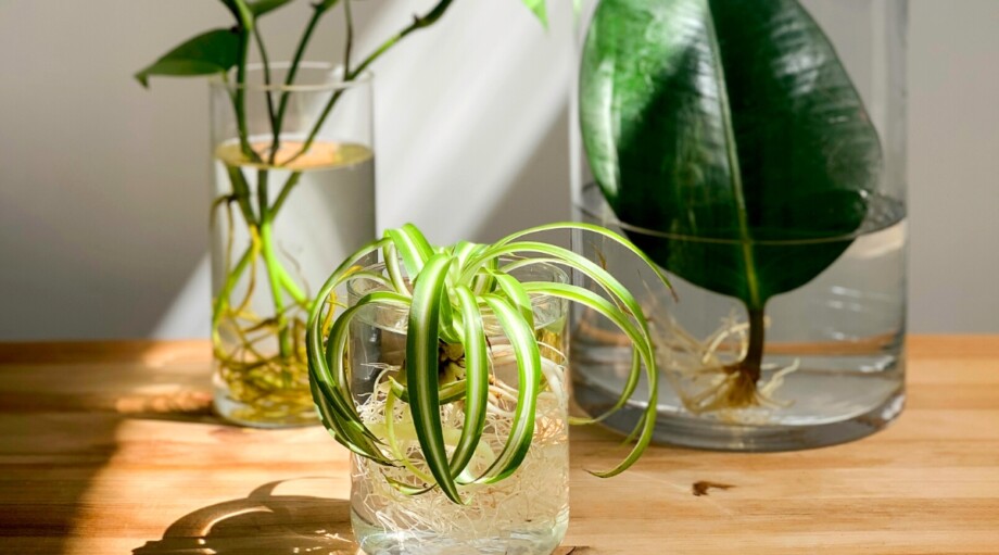 A Guide to Propagating Plants Using Stem Cuttings