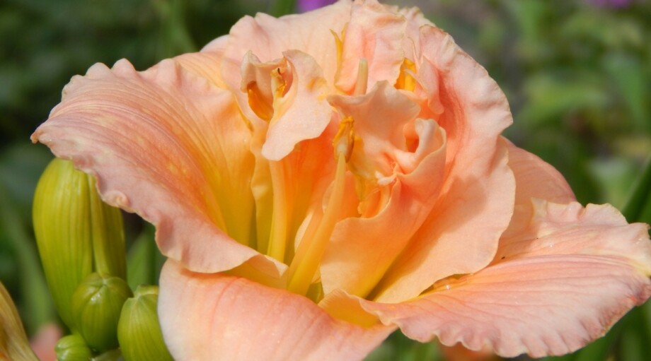 15 Peach Perennial Flowers for Your Garden