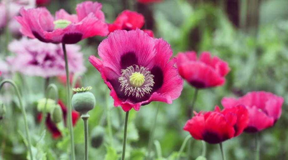 19 Plants with Ornamental Seed Pods