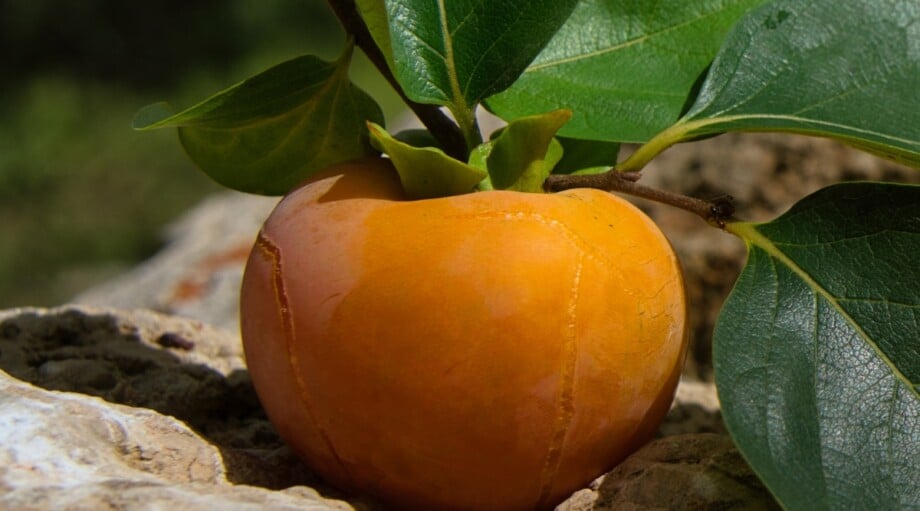 19 Best Persimmon Varieties for Your Garden