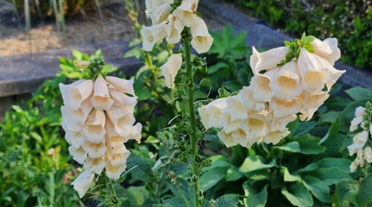 15 Peach Perennial Flowers for Your Garden